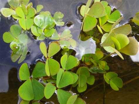Marsilea Quadrifolia Water Clover Devon Pond Plants