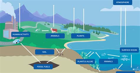 Carbon Cycle Interactive Intermediate Images Encounter Edu