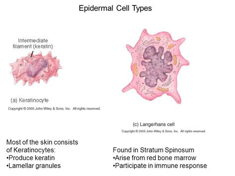 Keratinocyte Cell Diagram