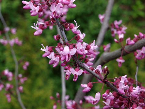 Trees For Spring Bloom Project ODS