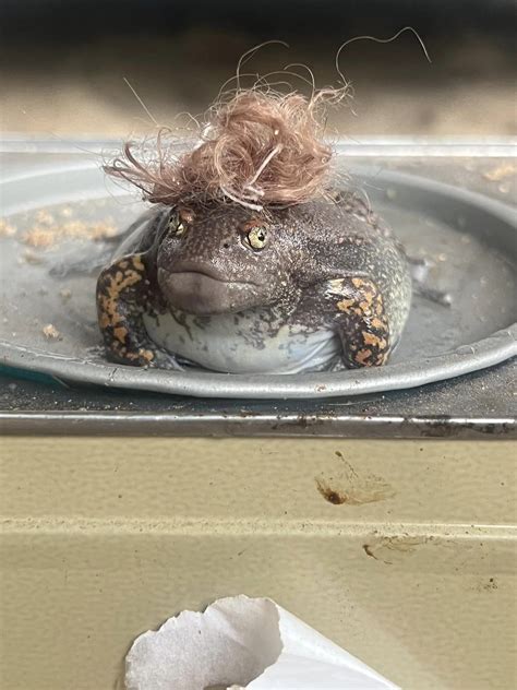 ไวรัลสุดฮา เมื่อมนุษย์จับเจ้าอึ่งอ่างใส่วิก ทำชาวเน็ตกลั้นขำไม่อยู่