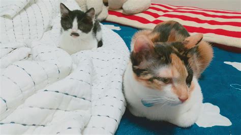 스압 히틀러 고양이 치트키 쓴다 Dogdripnet 개드립