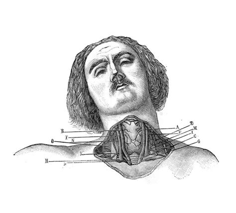 Scalene Muscles Stock Illustrations 6 Scalene Muscles Stock Illustrations Vectors And Clipart