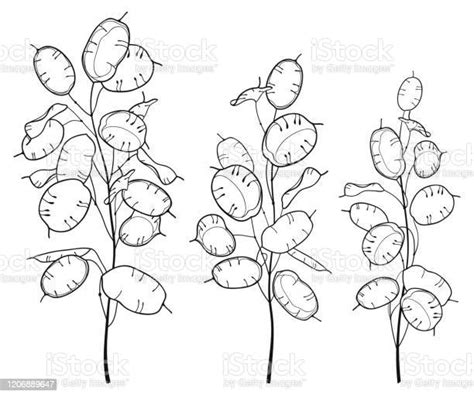 윤곽선 루니아 또는 정직 또는 Moonwort 흰색 배경에 고립 된 검은 색으로 말린 꽃 무리의 벡터 세트 꽃 식물에 대한 스톡
