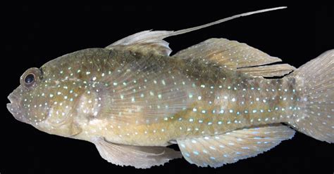 Smithsonian Scientists Devise Method To Secure Earths Biodiversity On
