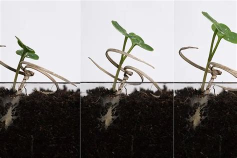 Understanding The 3d Ice Printing Process To Create Microscale Structures News Carnegie