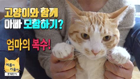 고양이와 엄마의 본격 아빠모함 영상 엄마의 복수가 시작된다 Youtube