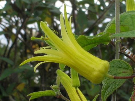 Passiflora Citrina Lemon Yellow Passion Flower Richard Lyons