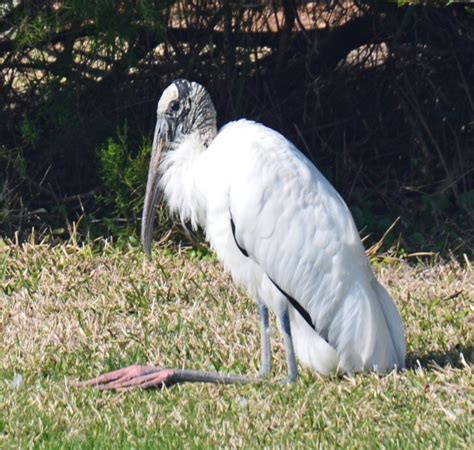 Ask Sib Why Do Birds Knees Bend Backwards” Sib