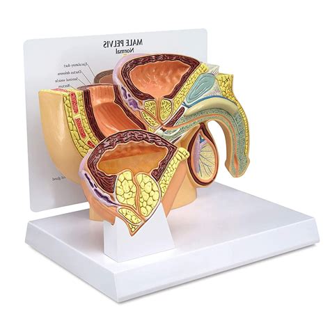 Buy Uigjiog Male Pelvis W 3d Prostate Model Mid Sagittal Section Of