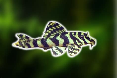 Leopard Frog Pleco Care Tank Setup Tankmates Feeding And More