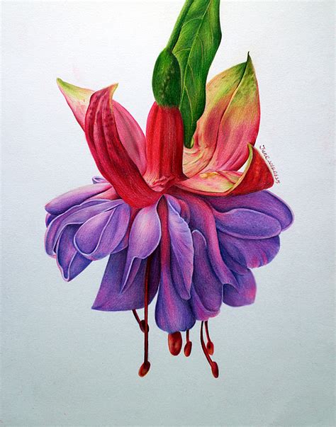 彩铅画花之五吊钟海棠开开心心直到永远 站酷zcool