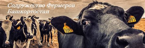 Продажа и покупка КРС МРС в Башкортостане Продажа покупка с х