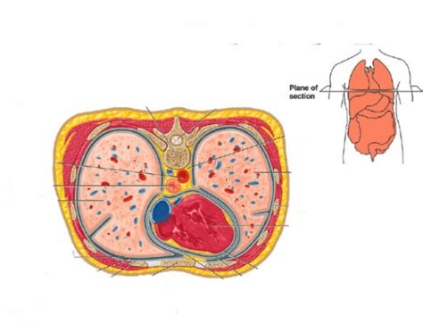 Thoracic Membrane Diagram Quizlet