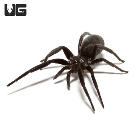 Black Hole Spider For Sale Underground Reptiles