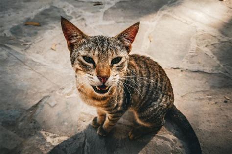Tabby Cat Looking Up With An Open Mouth Stock Image Image Of