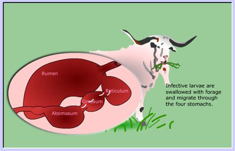 The Biology Of The Goat