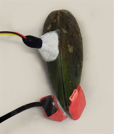 Mussel Attached With The Pulse Sensor Near The Dorsal Posterior Hinge Download Scientific