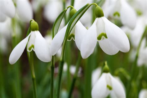 Snowdrops Free Stock Photo Public Domain Pictures
