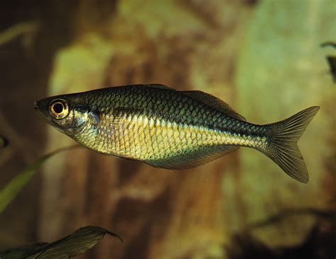 How Do Fish Breathe See Smell Taste Hear The Old Farmer S Almanac