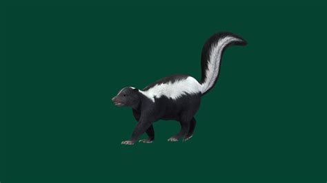 Mephitidae 3d Models Sketchfab