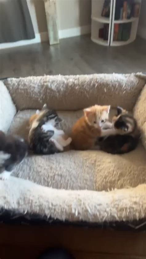 Kitten Fight Club Album On Imgur