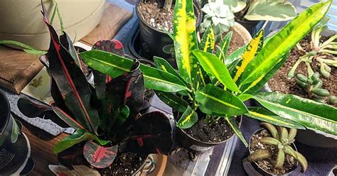 Two Types Of Croton Album On Imgur