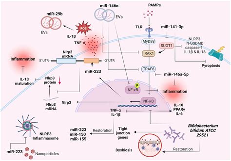 Frontiers Exploring The Role Of Il 1β In Inflammatory Bowel Disease