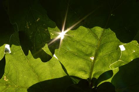 Free Images Tree Nature Branch Light Sunshine Sun Sunlight