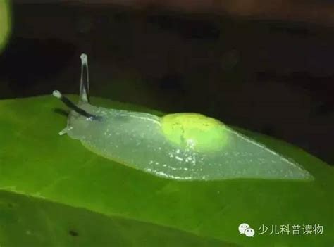 蛸科 牡蛎科 扇蟹科 第2页 大山谷图库