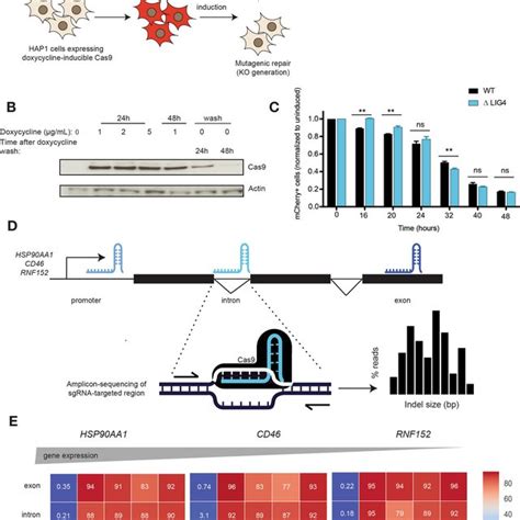Genome Wide Crispr Cas9 Knockout Screens For Global Gene Disruption Are