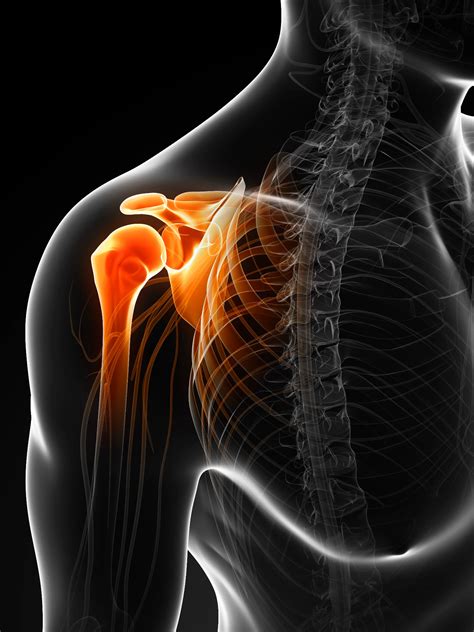 Anatomía Y Lesiones Del Hombro Articulación Del Hombro