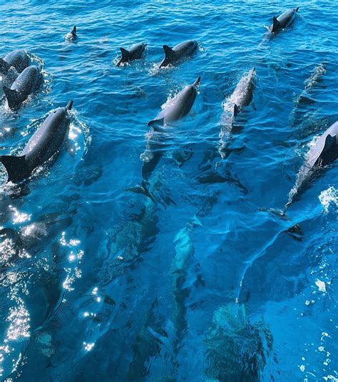 Delfines Mar Abierto Y Exóticos Paisajes Aislinn Derbez Vacaciona En