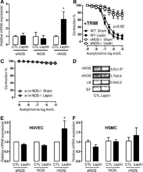 Figure 2 From Leptin Potentiates Endothelium Dependent Relaxation By