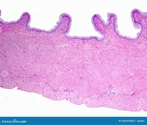 Urinary Bladder Layers Stock Image Image Of Urothelium 324197839
