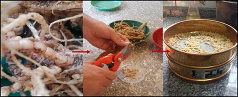 A Simple Scheme Represented The Extraction Methods Of Nematode Juveniles Download Scientific