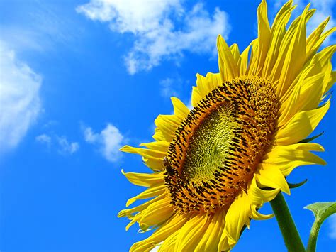 フルhdデスクトップ無料壁紙 ひまわり畑・ひまわりの花 壁紙写真 [四季の彩り壁紙写真集]