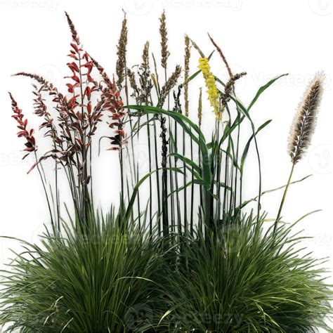 Various Types Of Ornamental Grasses And Perennials 46300670 Png
