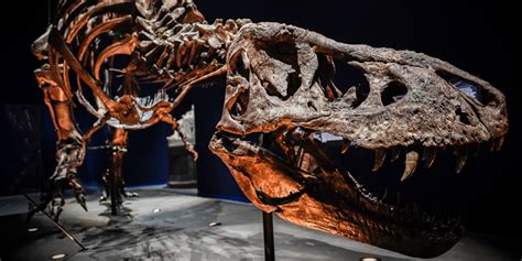 Worlds Biggest T Rex Discovered In Canada Hypeart
