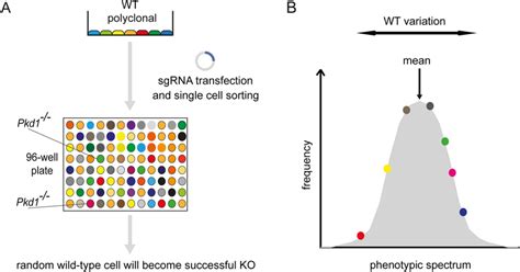 Model Explaining Heterogeneity Of Polyclonal Knockout Cell Lines A Download Scientific