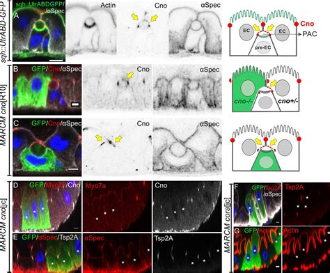 De Novo Apical Domain Formation Inside The Drosophila Adult Midgut Epithelium ELife