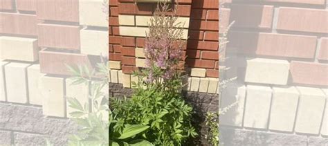 Астильба купить в Нижнем Новгороде | Товары для дома и дачи | Авито