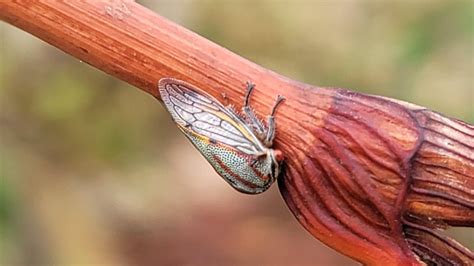 What Is This Bug Eating My Plants Mexico Rwhatsthisbug