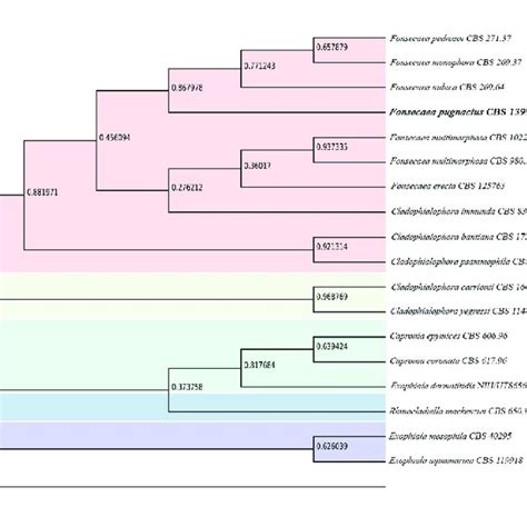 Phylogenomic Tree Based On The Concatenated Alignment Of Genomes Of Download Scientific