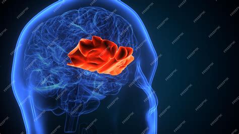 Premium Photo Human Brain Nerves Anatomy 3d Illustration