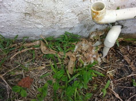 All About Your Drain Line On Your HVAC System Bayside AC