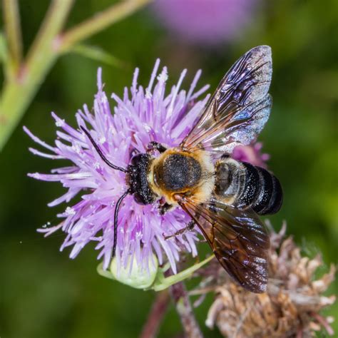 The Eastern Carpenter Bee An Unloved Nectar Robbing Bee Honey Bee Suite