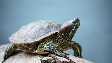 Why Is My Turtle Not Moving 6 Possible Reasons Fur Wings Scaly