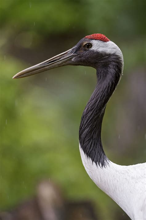 Crane Bird Britannica Crane Clhis