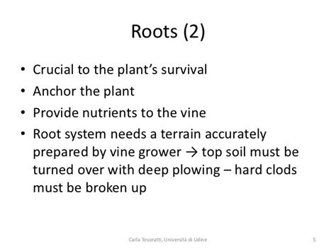 Vine Structure